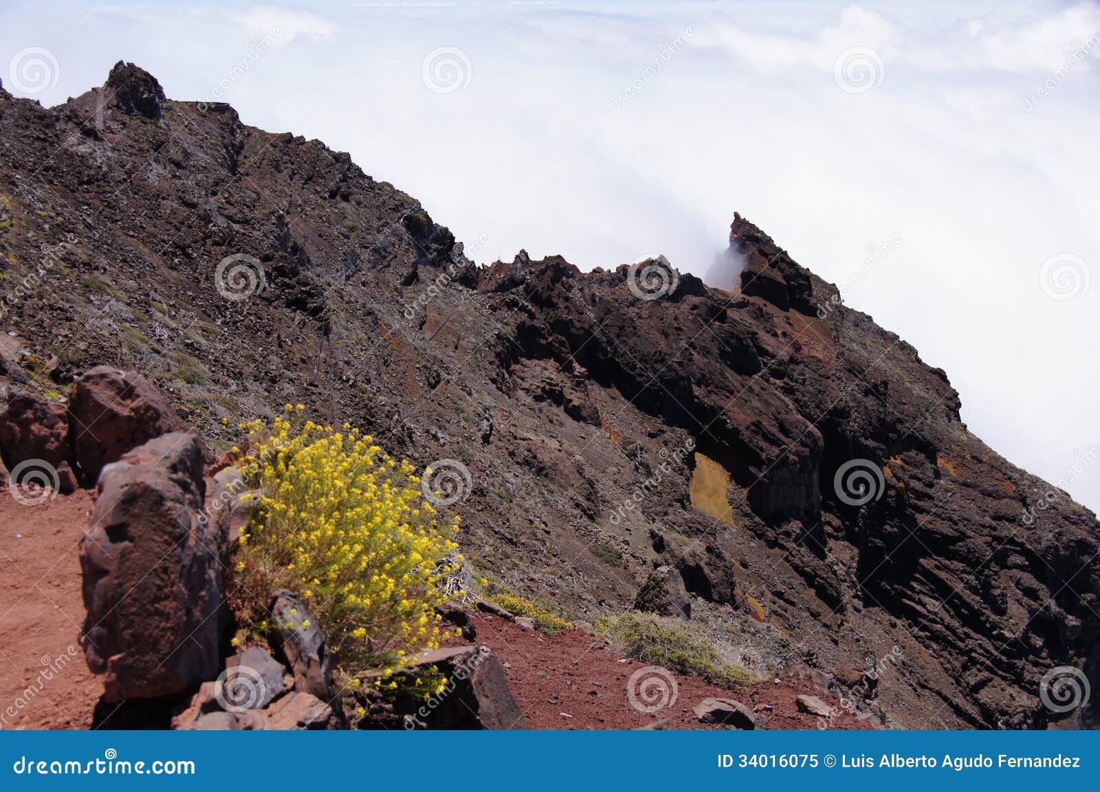 Jaune De Fleurs Sauvages Et Flanc De Coteau De Lave Image stock - Image ... Jaune De Fleurs Sauvages Et Flanc De Coteau De Lave Image stock - Image ...