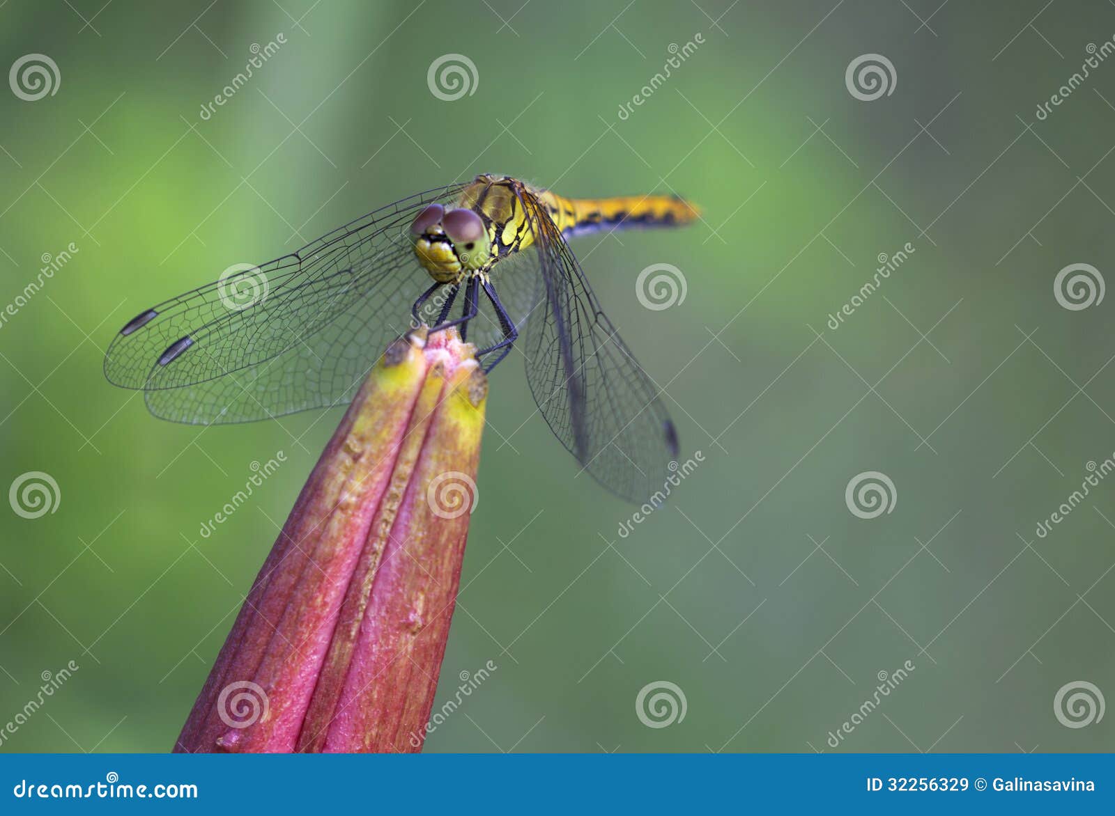 Jaune De Libellule (flaveolum De S.). Image stock - Image du libellule ...