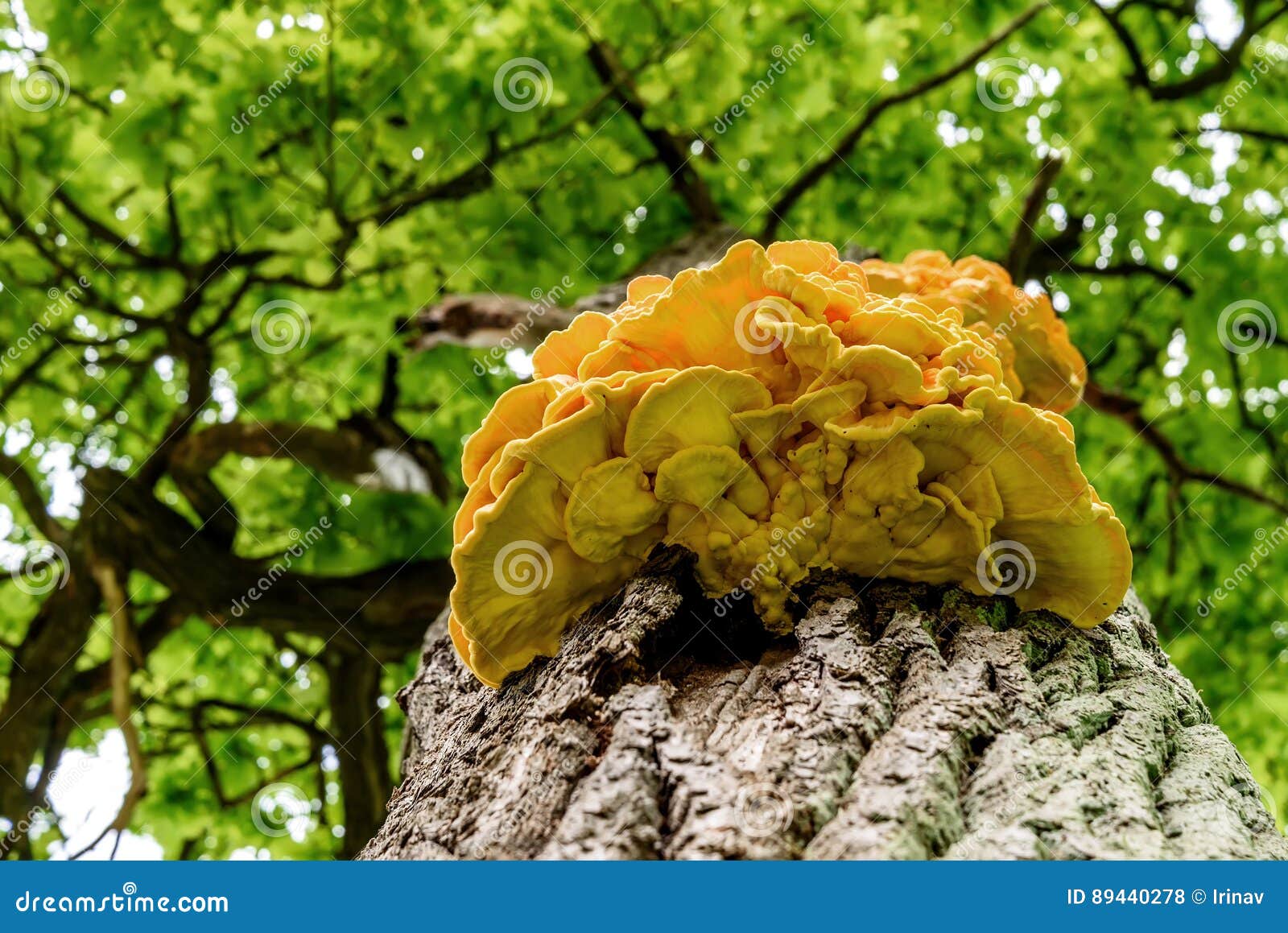 Jaune De Tronc D'arbre De Chaga De Champignon Photo stock - Image of ...
