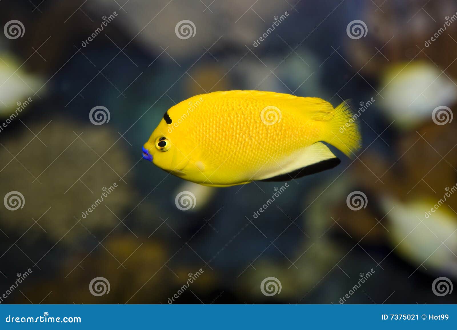 Jaune Des Poissons D'eau De Mer Image stock - Image du jaune, lignes ...