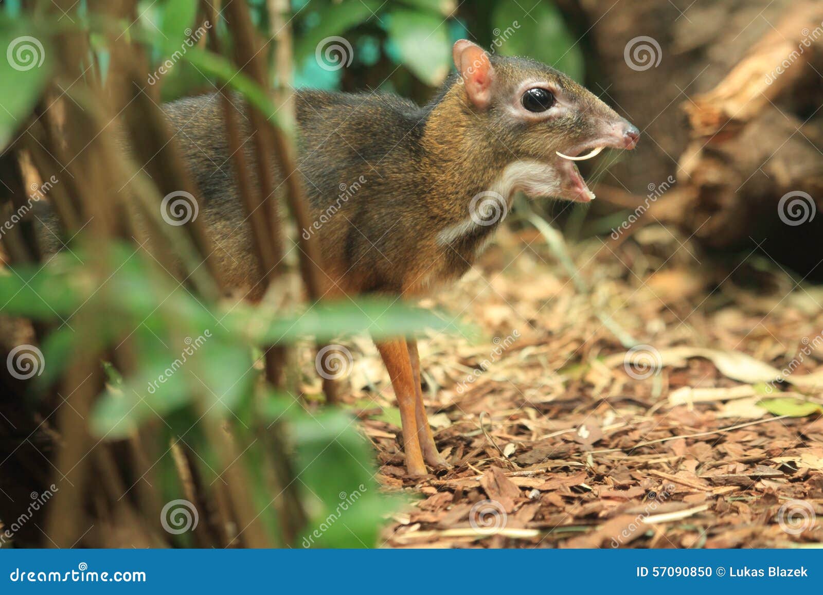 Java鼠鹿 库存照片. 图片 包括有 本质, 敌意, 哺乳动物, 鼠标, 聚会所, 成人 - 57090850