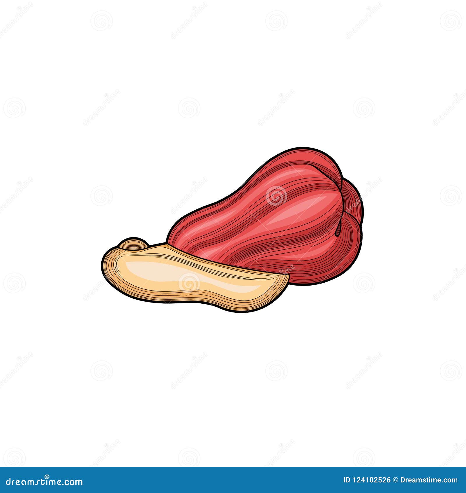 Java Apple. Half an Apple. Fruit Crop. Tropical Fruit Stock Vector ...