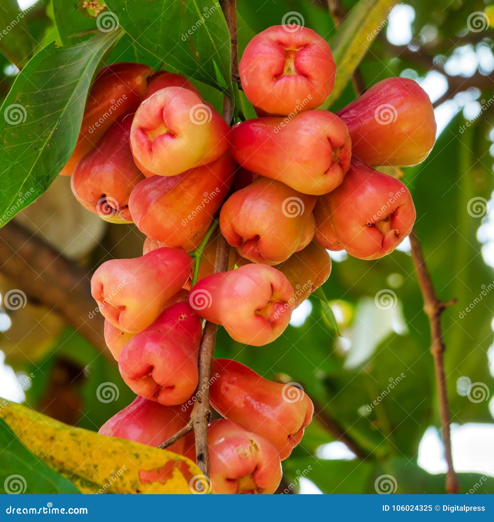 Java Apple on Tree stock image. Image of java, tree - 106024325