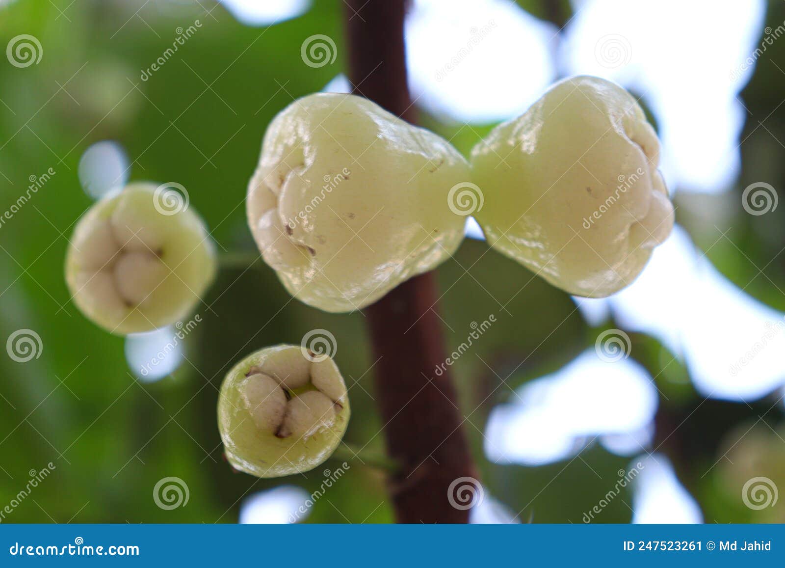 Java apple on tree in farm stock image. Image of pear - 247523261