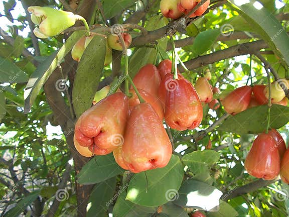 Java apples or rose apples stock photo. Image of evergreen - 97506980