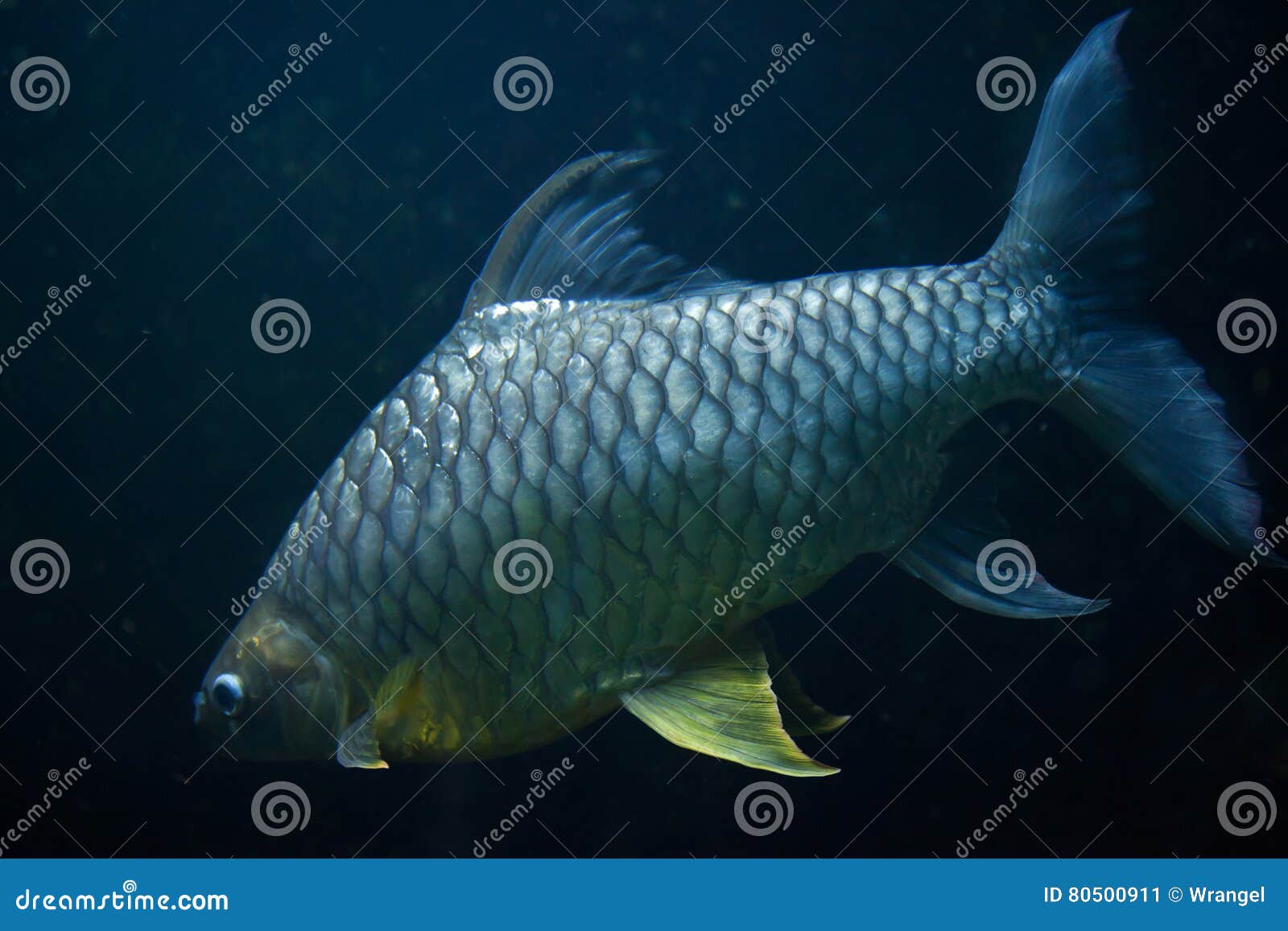 Java Barb Or Silver Barb Of Freshwater Fish Isolated On White Ba Stock ...