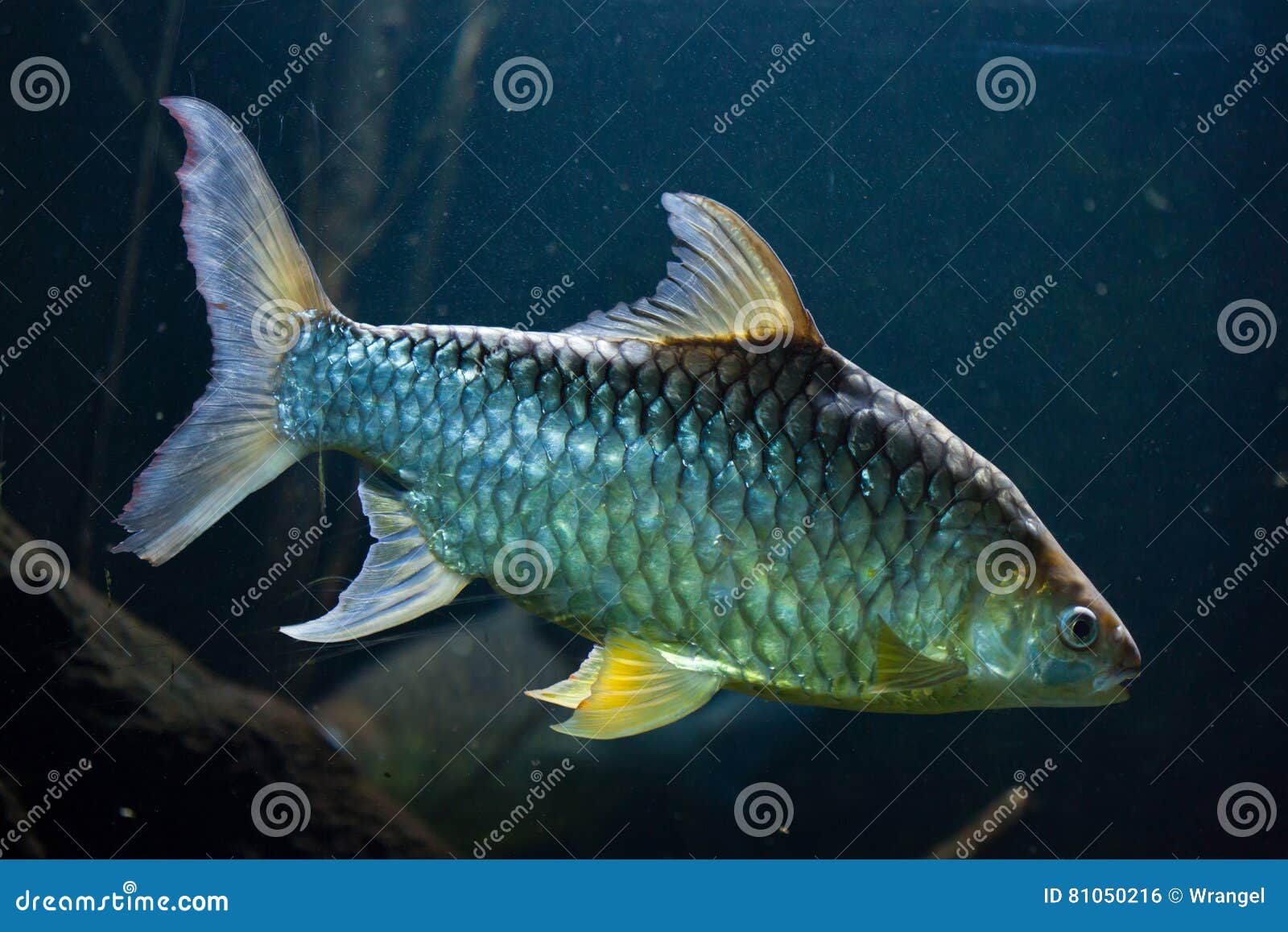 Java Barb Barbonymus Gonionotus. Stock Photo - Image of life ...