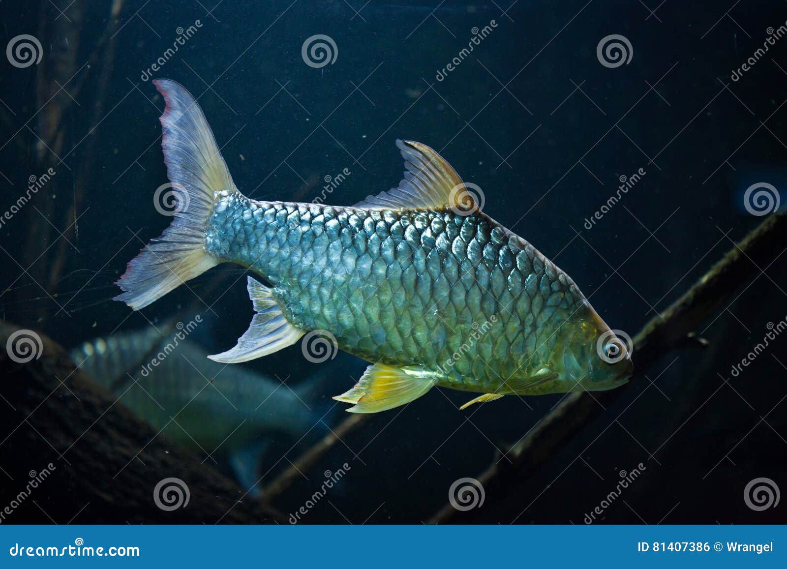 Java Barb Barbonymus Gonionotus. Stock Photo - Image of life, nature ...