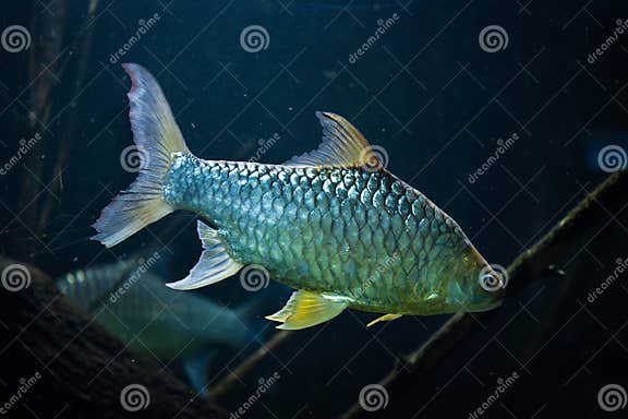 Java Barb Barbonymus Gonionotus. Stock Photo - Image of life, nature ...