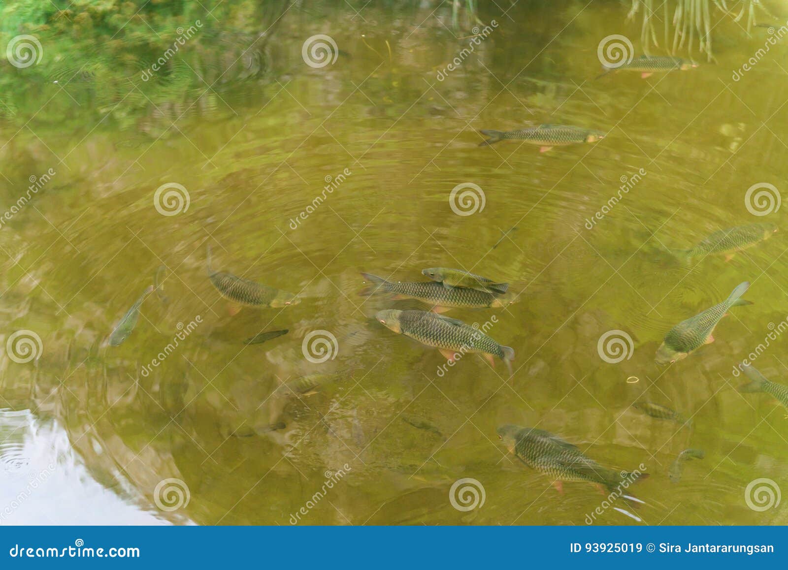 Java Barb Barbonymus Gonionotus, Also Known As the Silver Barb Stock ...