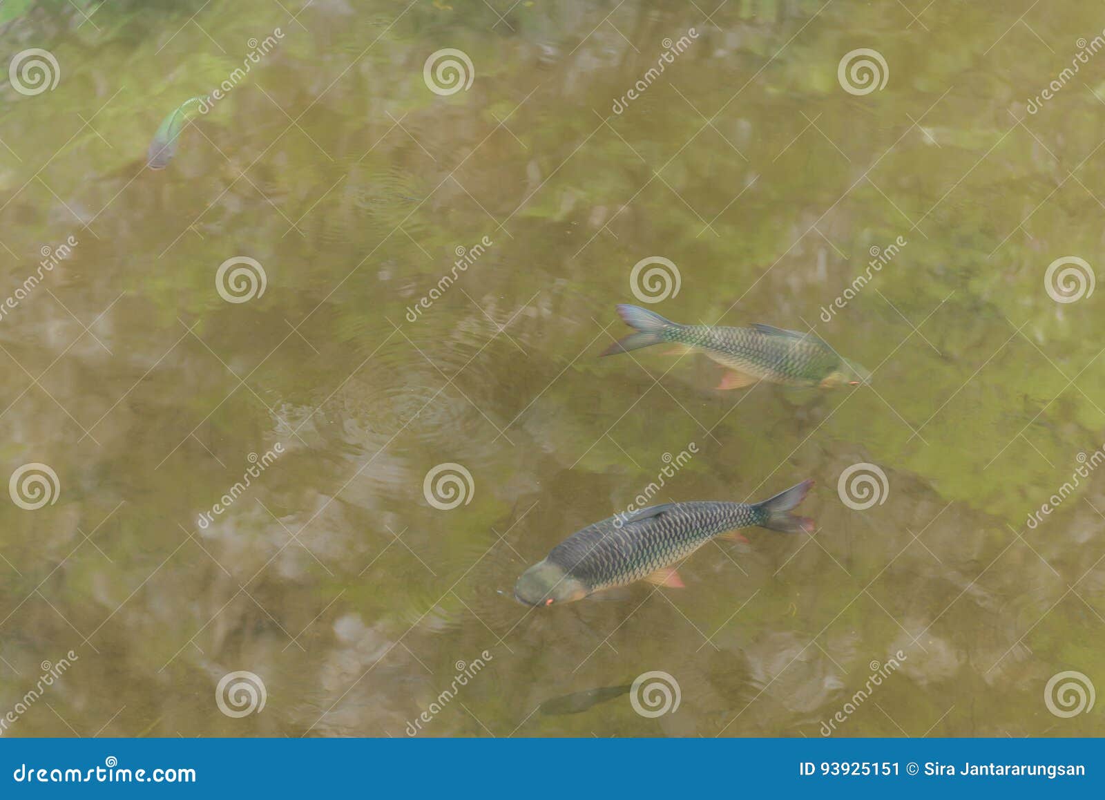 Java Barb Barbonymus Gonionotus, Also Known As the Silver Barb Stock ...