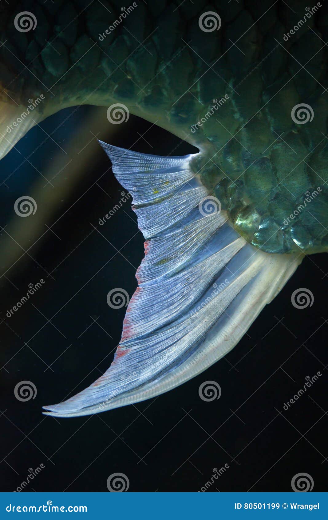 Java Barb Barbonymus Gonionotus. Stock Image - Image of life, cambodia ...