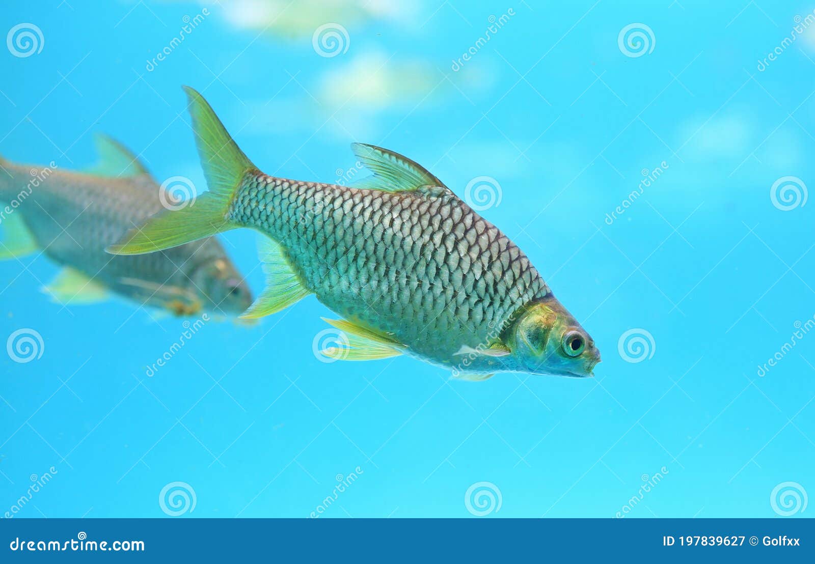 Java Barb Fish Barbonymus Gonionotus Swimming in Aquarium Stock Image ...