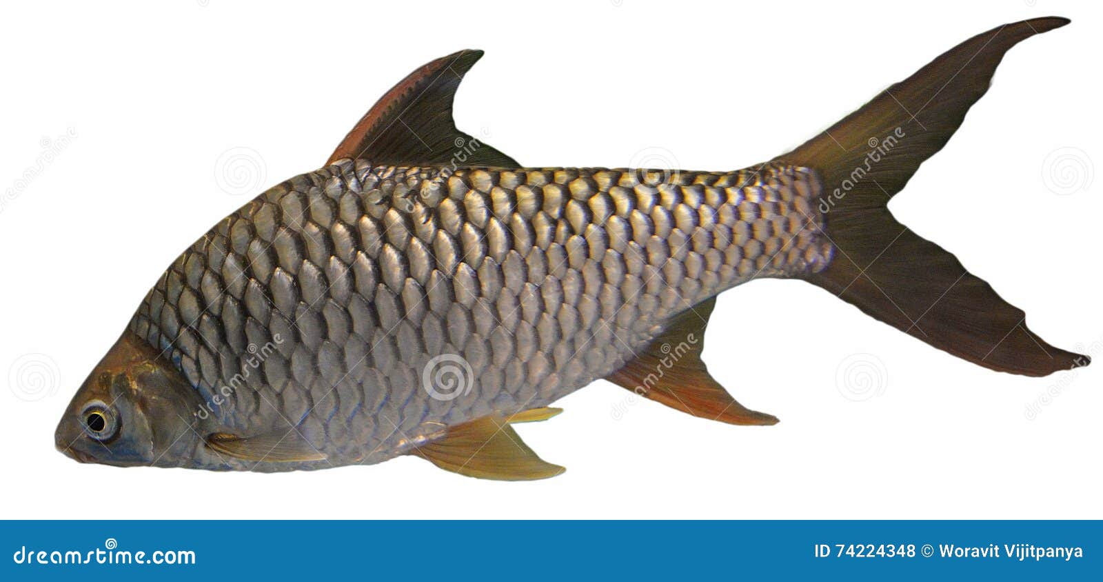 Java barb - Silver barb stock photo. Image of minnow - 74224348