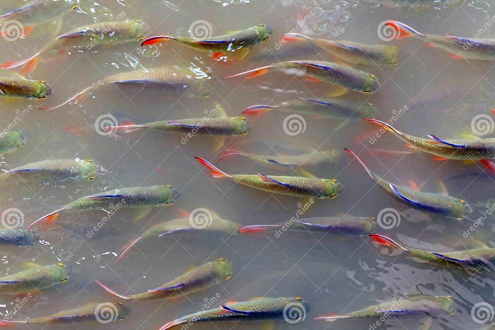 Fish in clear water stock image. Image of cyprinidae - 247825903