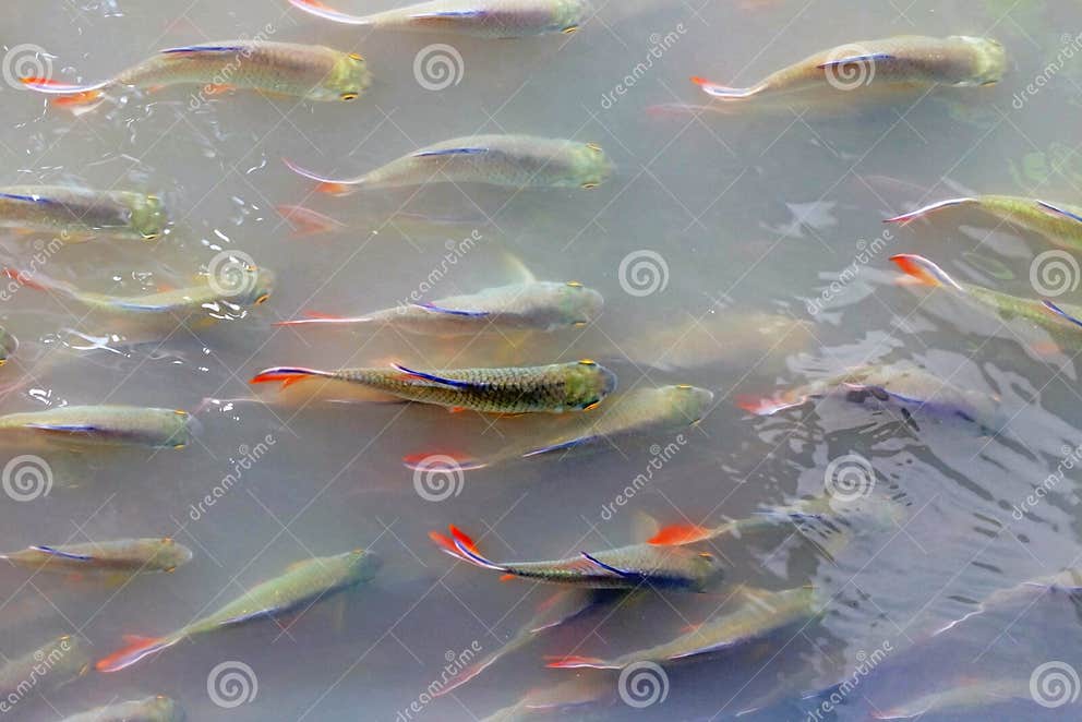 Fish in clear water stock photo. Image of barb, fresh - 247825906