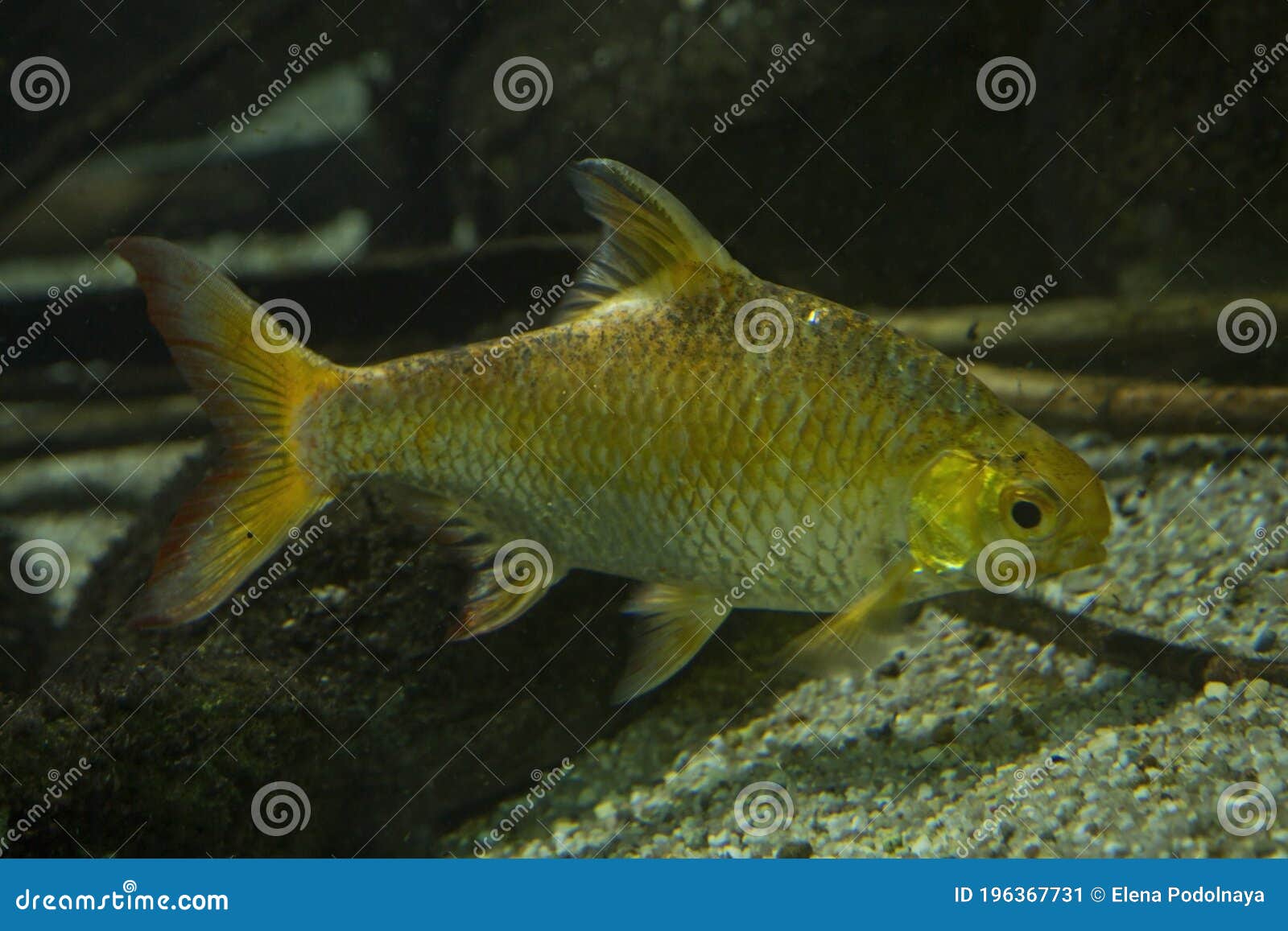 The Java Barb, Silver Barb Barbonymus Gonionotus. Stock Image - Image ...