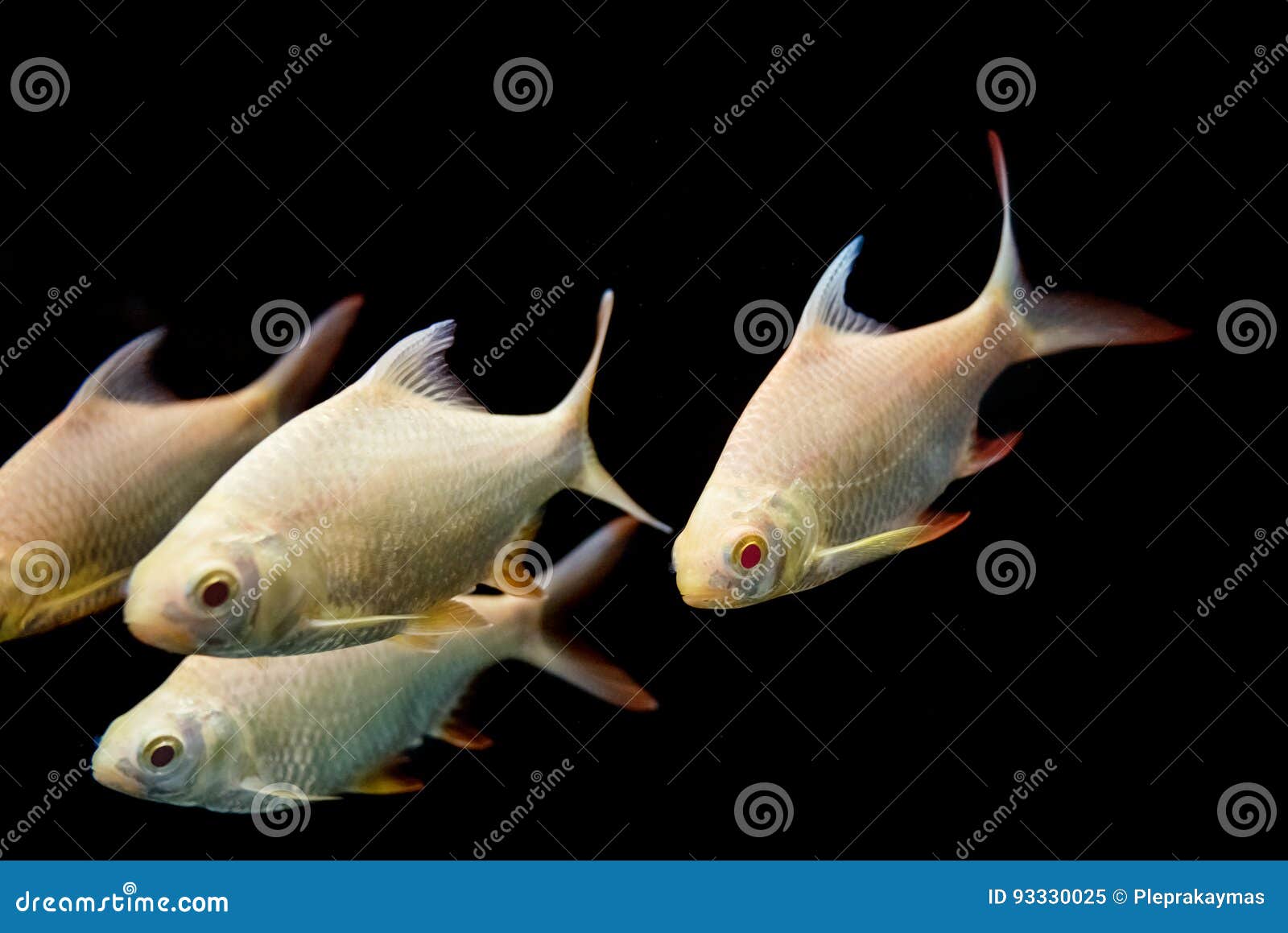 Java Barb Or Silver Barb Of Freshwater Fish Isolated On White Ba Stock ...