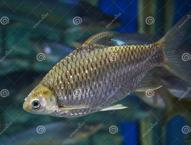 Java barb stock photo. Image of gonionotus, white, barbodes - 56871920