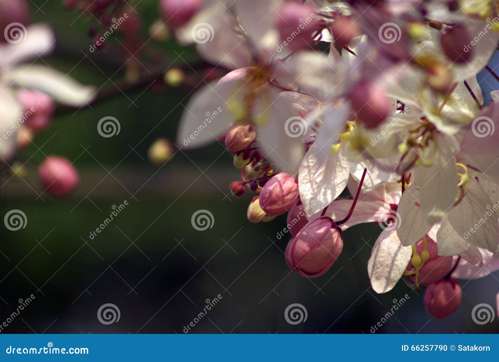 Java cassia stock photo. Image of petals, blossom, tropical - 66257790