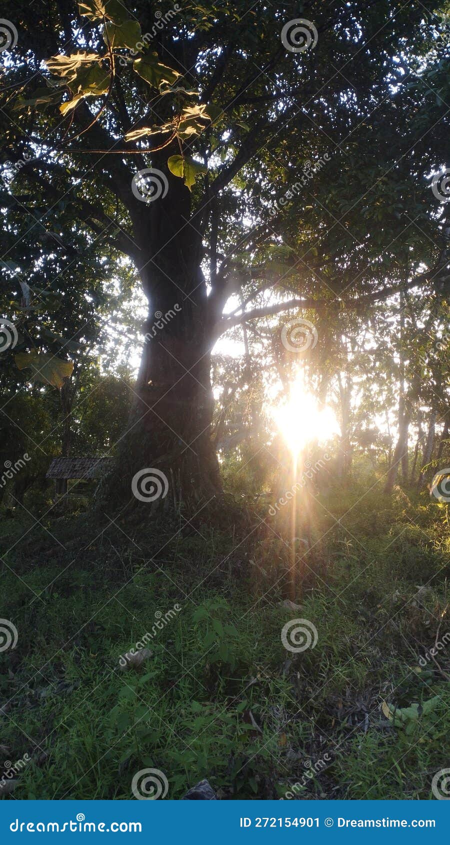 Java Central Do Cilacap Da Floresta Imagem de Stock - Imagem de filial ...