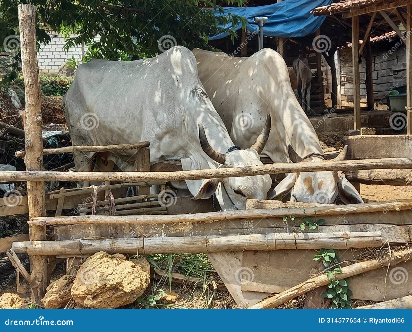 This the Java Cow from Indonesia Stock Photo - Image of mamalia, java ...