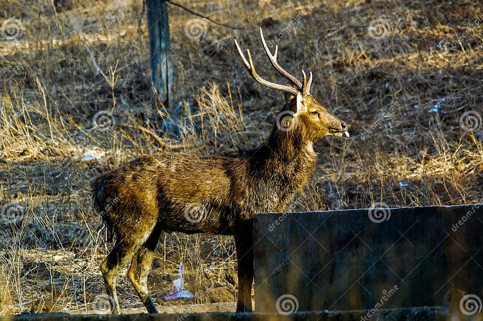 Java Deer are Endemic Species of Animals on the Islands of Java, Bali ...