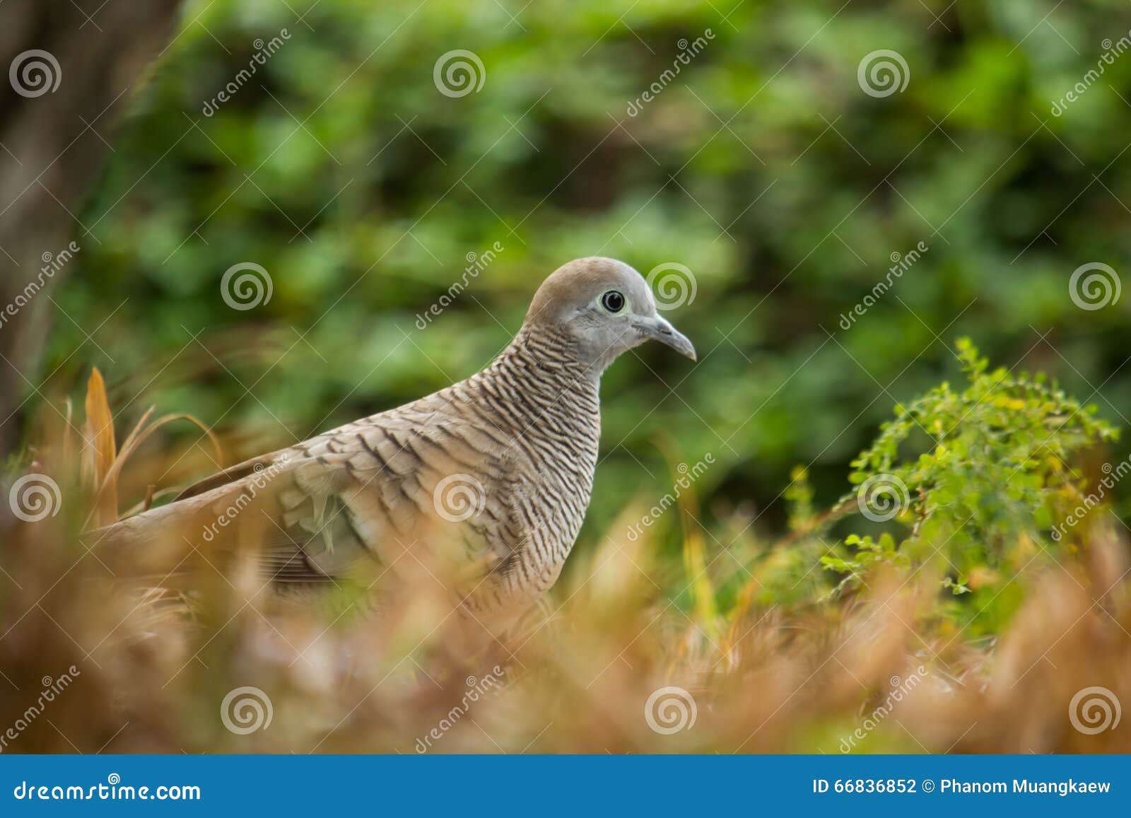 Java dove stock photo. Image of dove, blue, branch, animal - 66836852