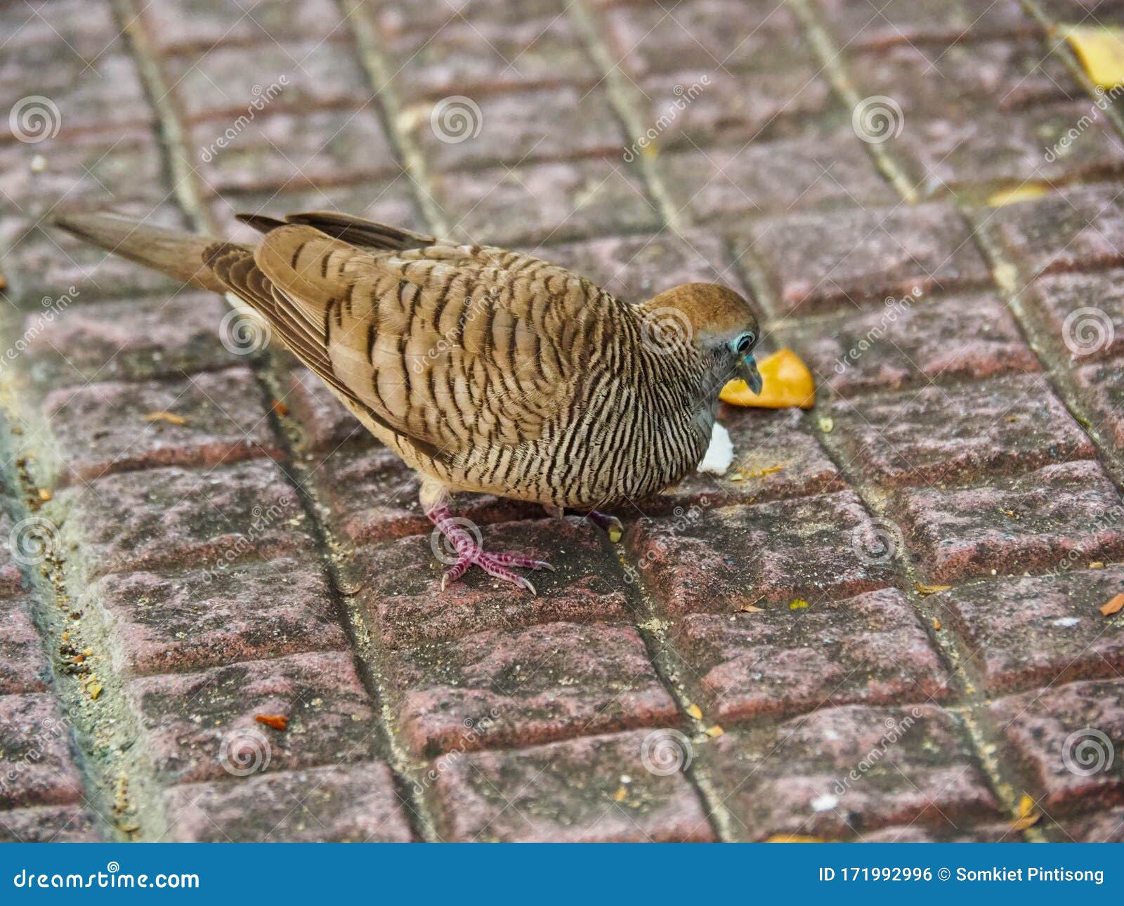 Java Dove is Having Sunbathing Stock Photo - Image of groud, outdoor ...
