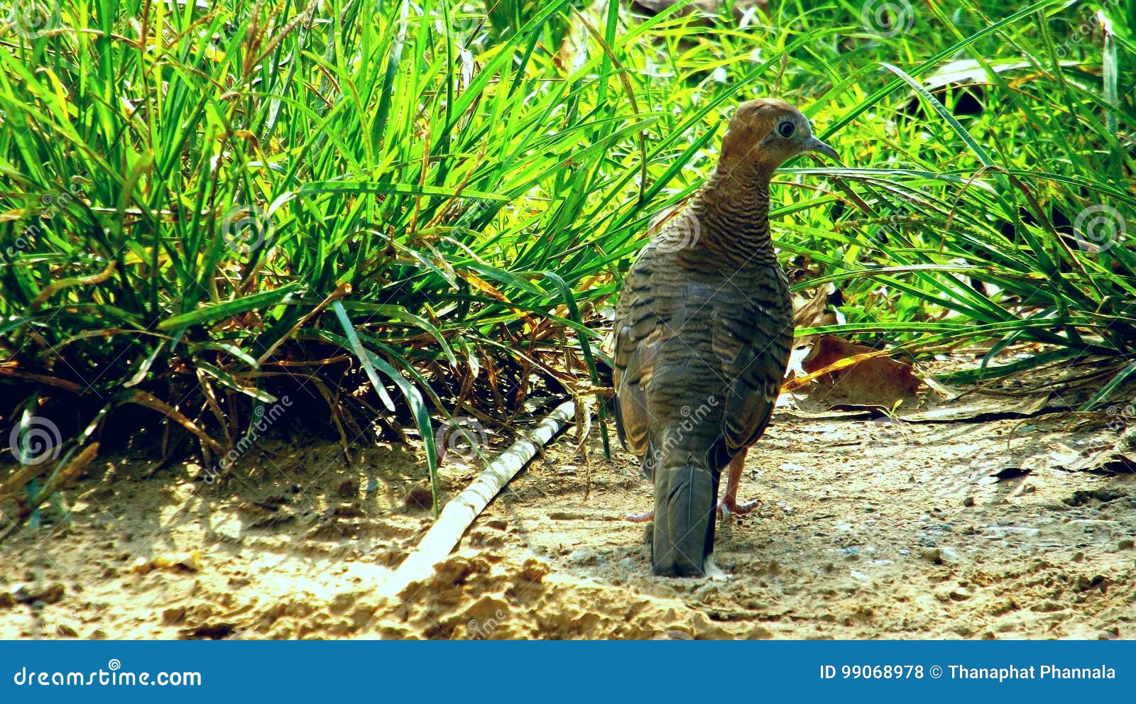 Java dove stock photo. Image of dove, look, shocked, java - 99068978