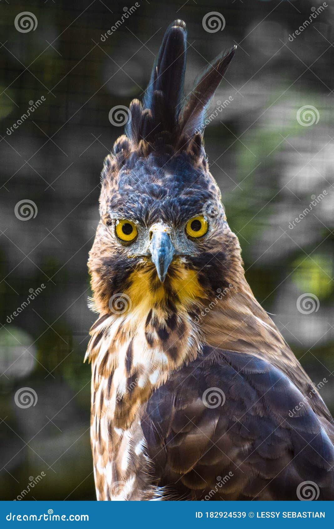 The java eagle close up stock image. Image of bird, eagle - 182924539