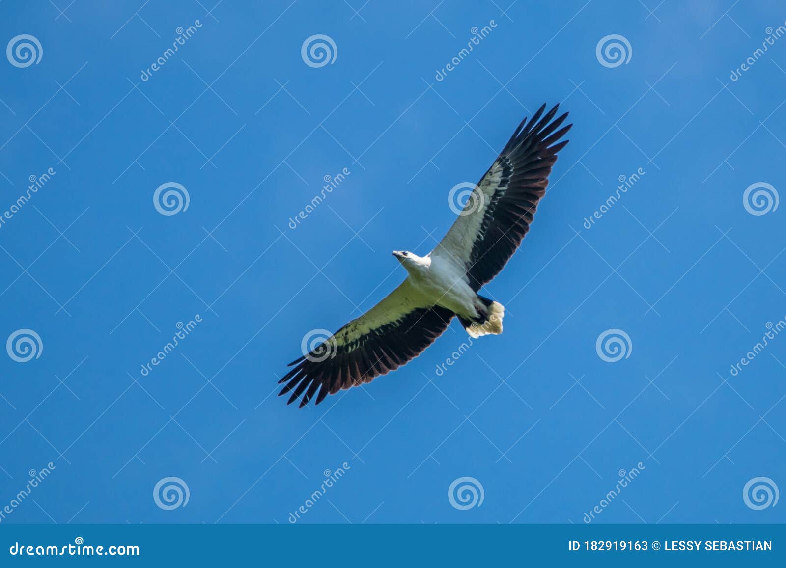 The Java Eagle Flying in the Blue Sky Stock Image - Image of flight ...