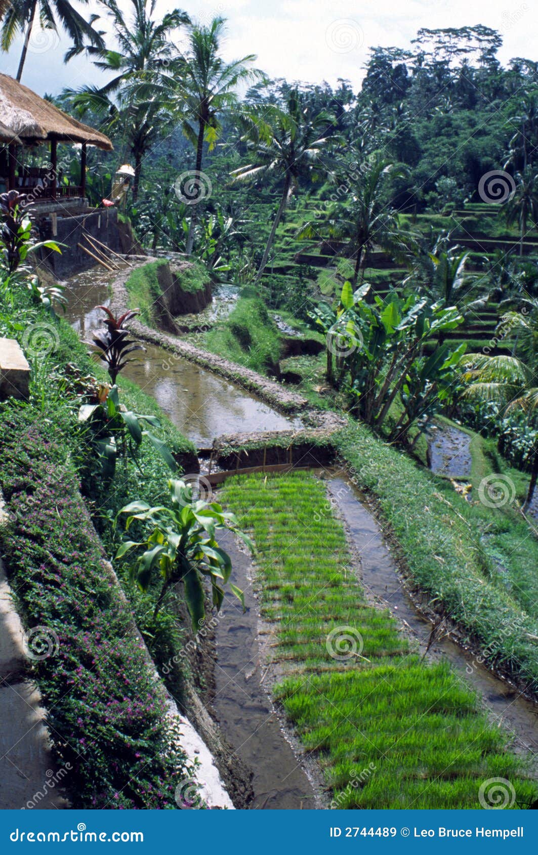 Java Farm Indonesia stock image. Image of tropical, rural - 2744489