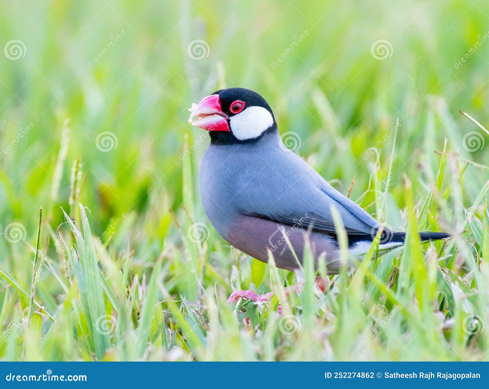 Java Finch Foraging Para Alimentos En El Pasto Foto de archivo - Imagen ...