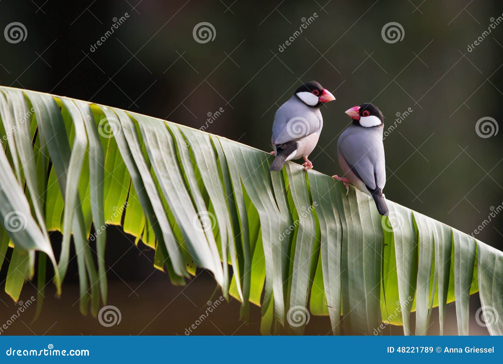 Java Finches stock image. Image of tropical, oryzivora - 48221789