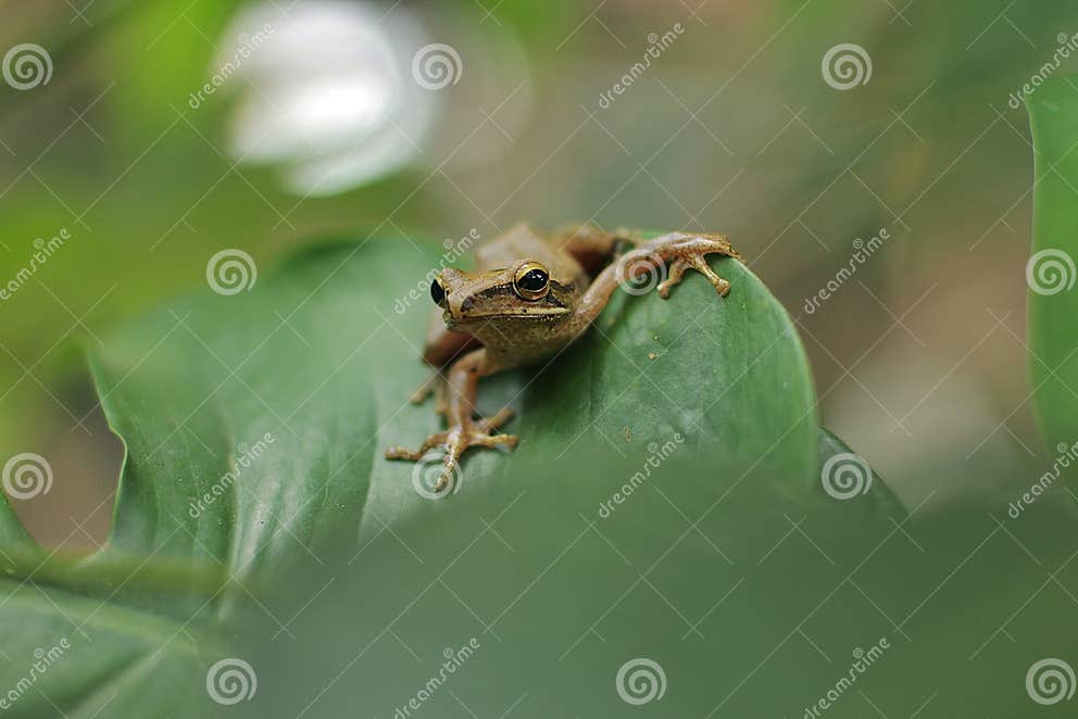 Java Flying Frog or Javan Tree Frog Stock Image - Image of wallace ...