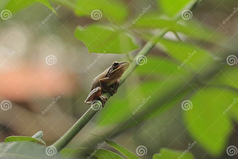 Java Flying Frog or Javan Tree Frog Stock Photo - Image of animal ...
