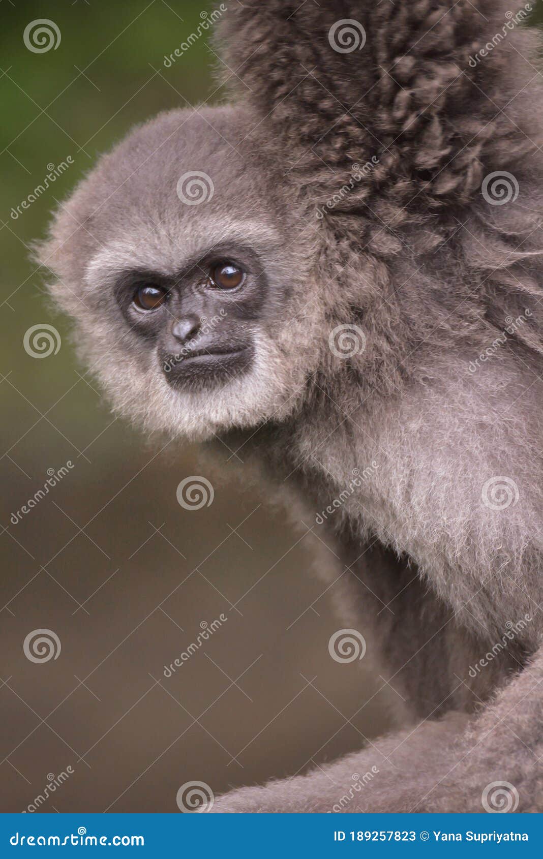 Java Gibbon in portrait stock image. Image of domestic - 189257823