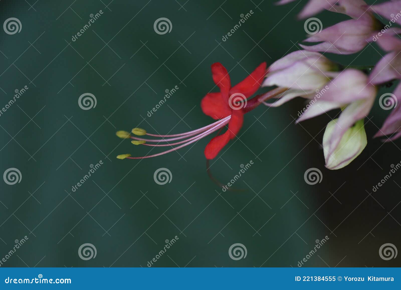 Java glory bean flowers. stock image. Image of petal - 221384555