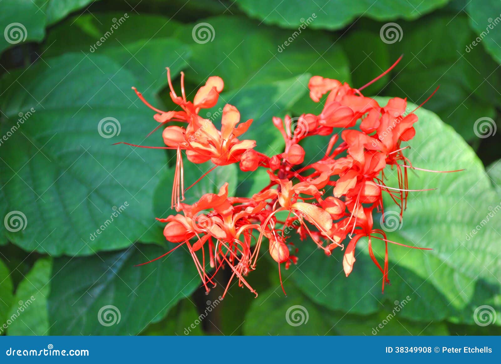 Java Glorybower stock photo. Image of salvia, pagoda - 38349908