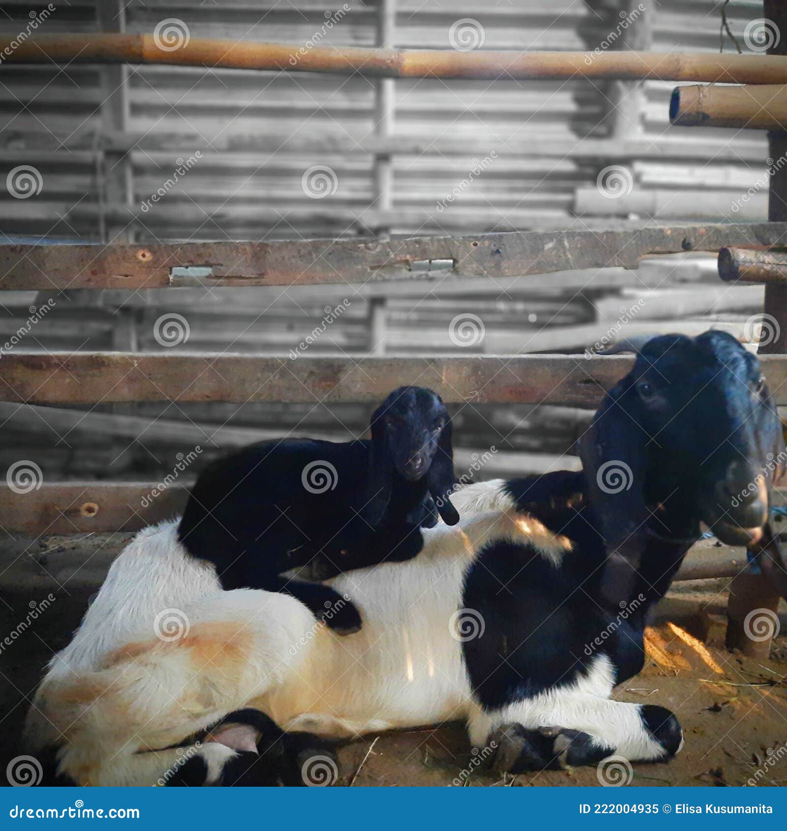 Two Goats Sitting Next To Each Other Royalty-Free Stock Photography ...