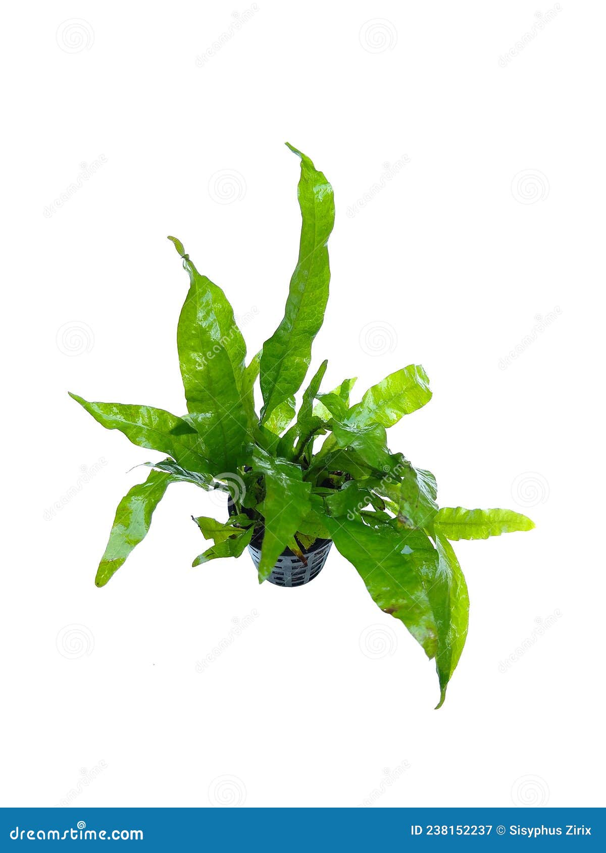 Java Heln Leptochilus Pteropus Acuario Planta Aislada En Fondo Blanco ...