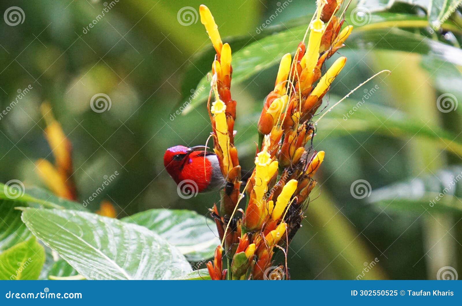 This is a Java Honey Bird. the Java Honeybird Belongs To the ...