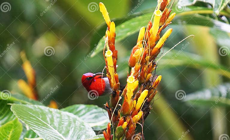 This is a Java Honey Bird. the Java Honeybird Belongs To the ...