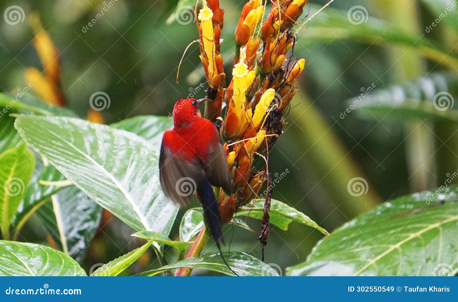 This is a Java Honey Bird. the Java Honeybird Belongs To the ...