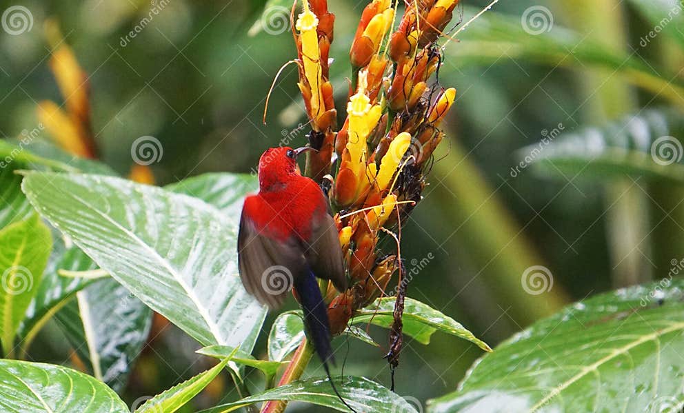 This is a Java Honey Bird. the Java Honeybird Belongs To the ...