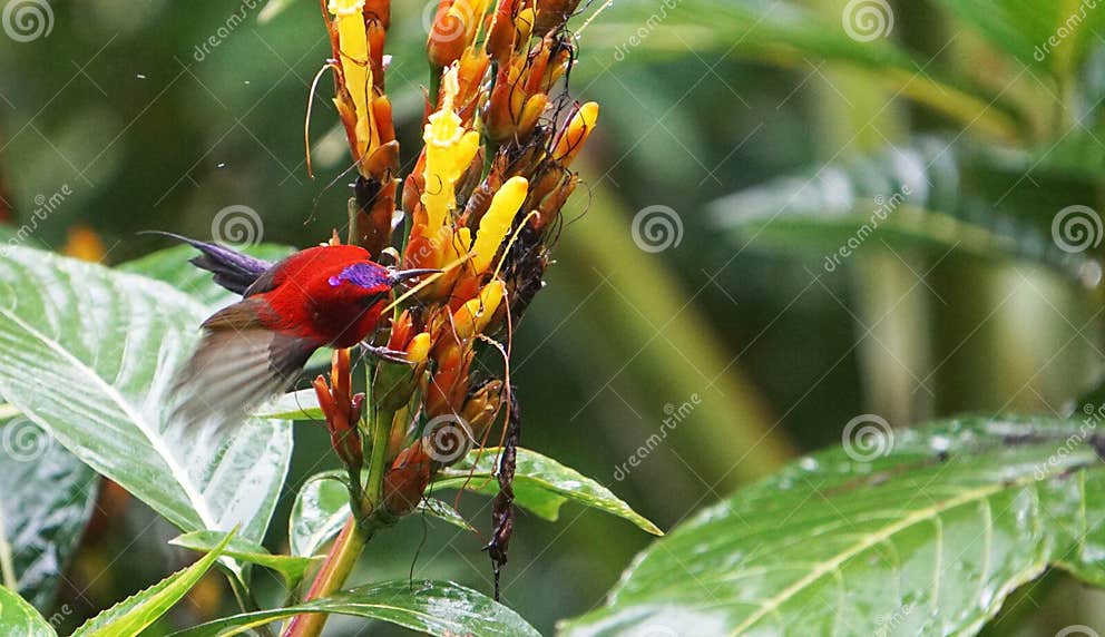 This is a the Java Honeybird. the Java Honeybird Belongs To the ...