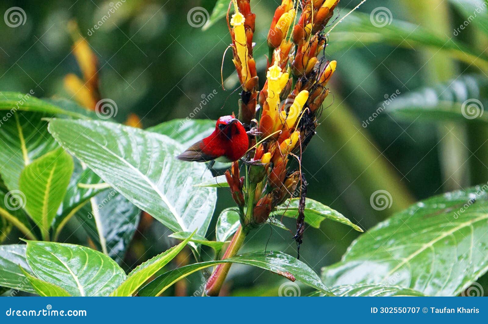 This is a the Java Honeybird. the Java Honeybird Belongs To the ...