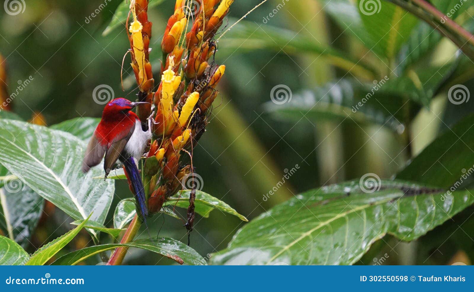 This is a the Java Honeybird. the Java Honeybird Belongs To the ...