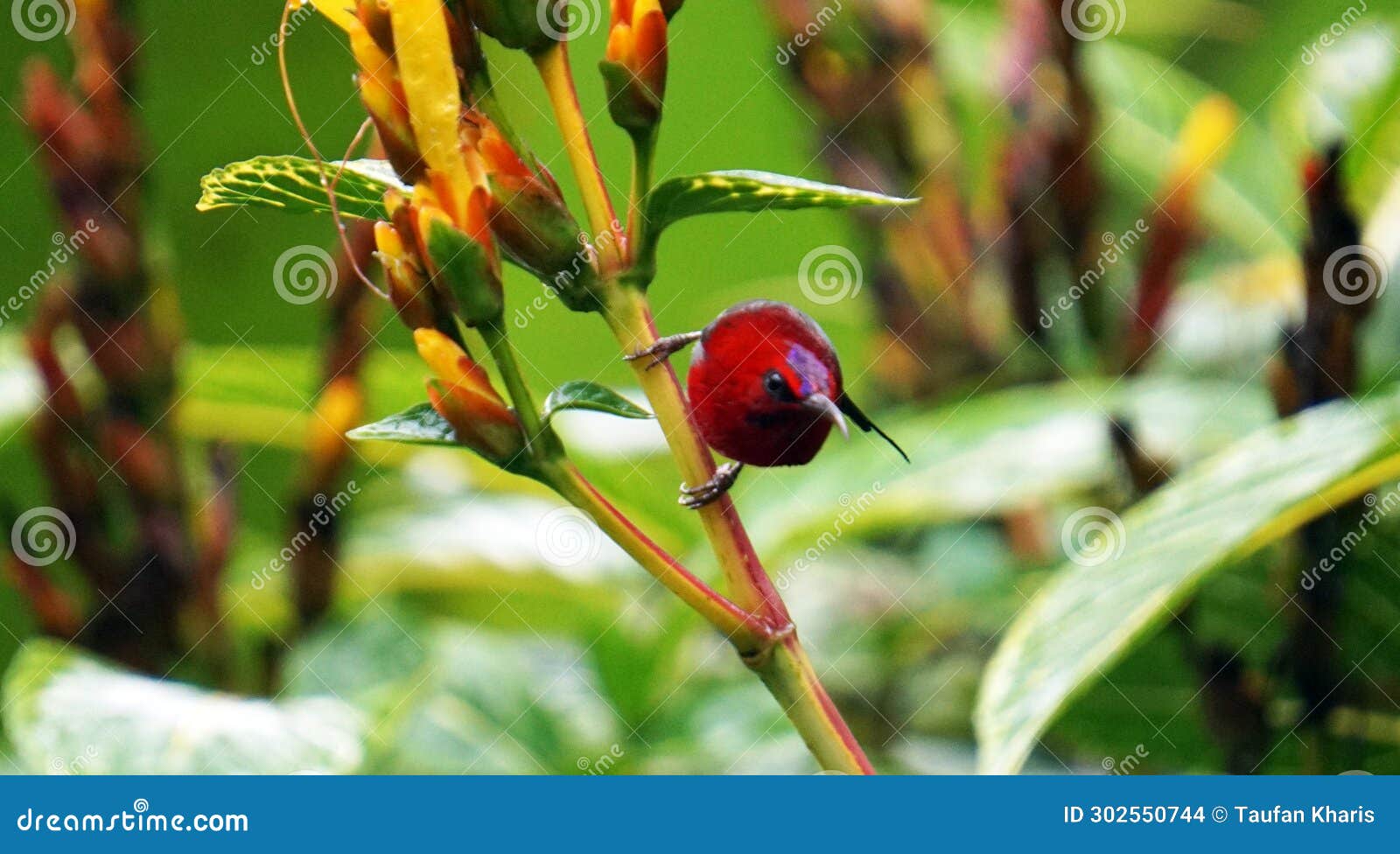 This is a the Java Honeybird. the Java Honeybird Belongs To the ...